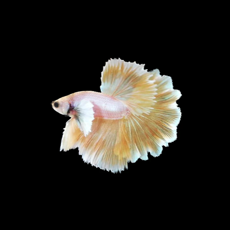The Living Art of Thai Betta Fish: Why Collectors Are Drawn to Thailand ...